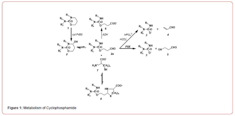 The Mechanism of Action of Cyclophosphamide and Ifosfamide | Iris ...